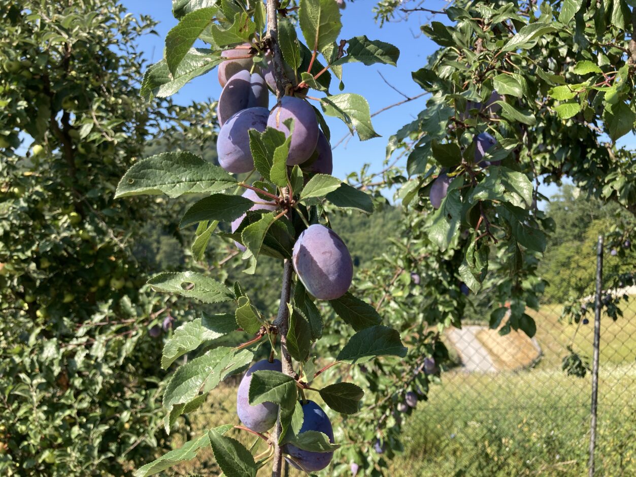 スモモは見るもの、食べるもの、飲むもの【セルビア移住生活：第18回】 | My Serbia